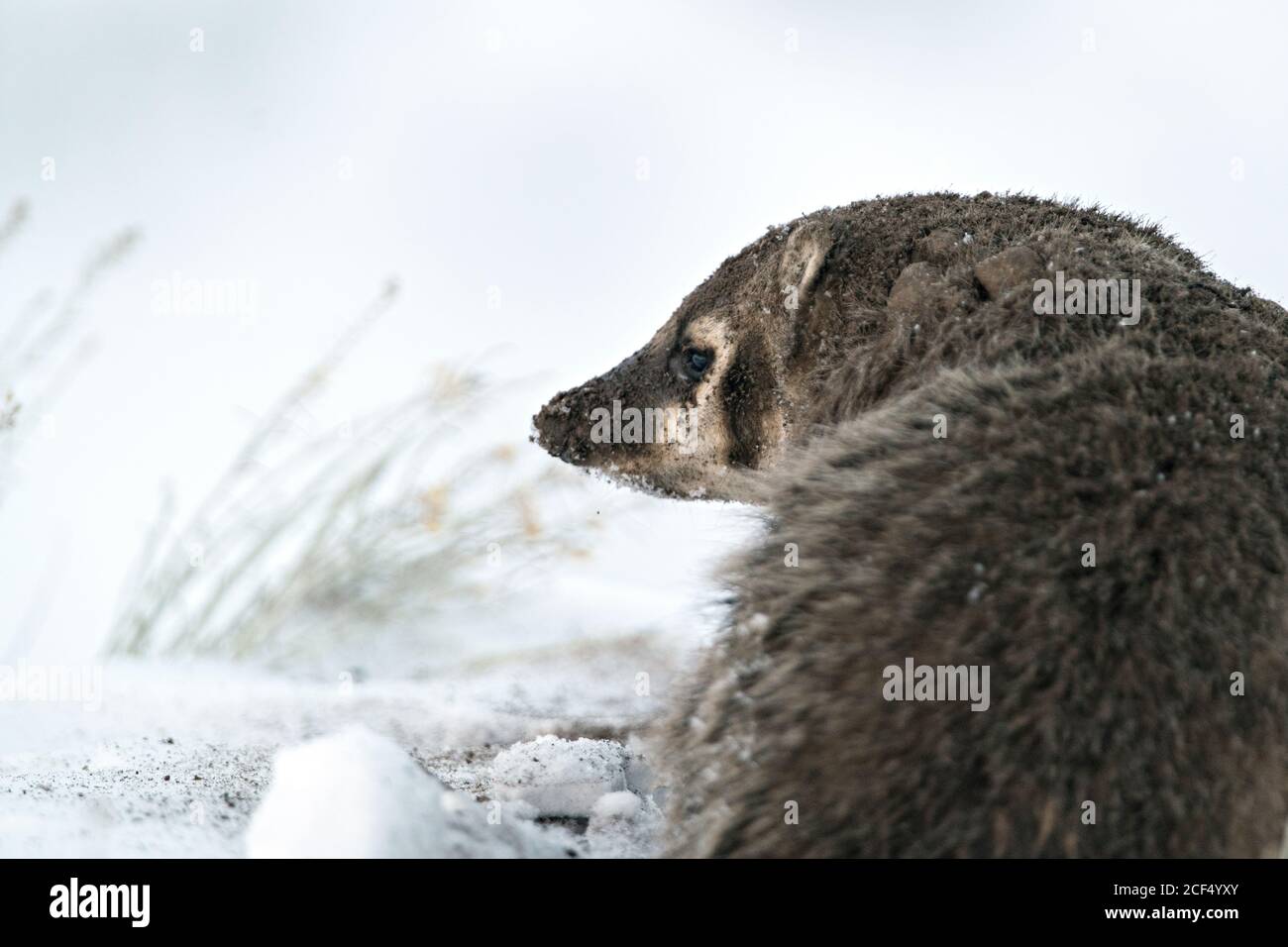 American badger in snow hi-res stock photography and images - Alamy