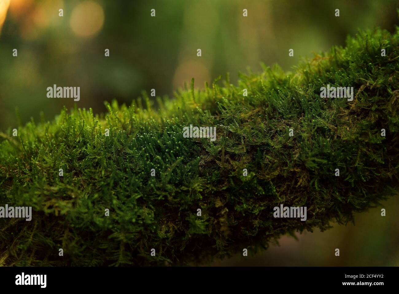 musk on lush forest soil Stock Photo - Alamy