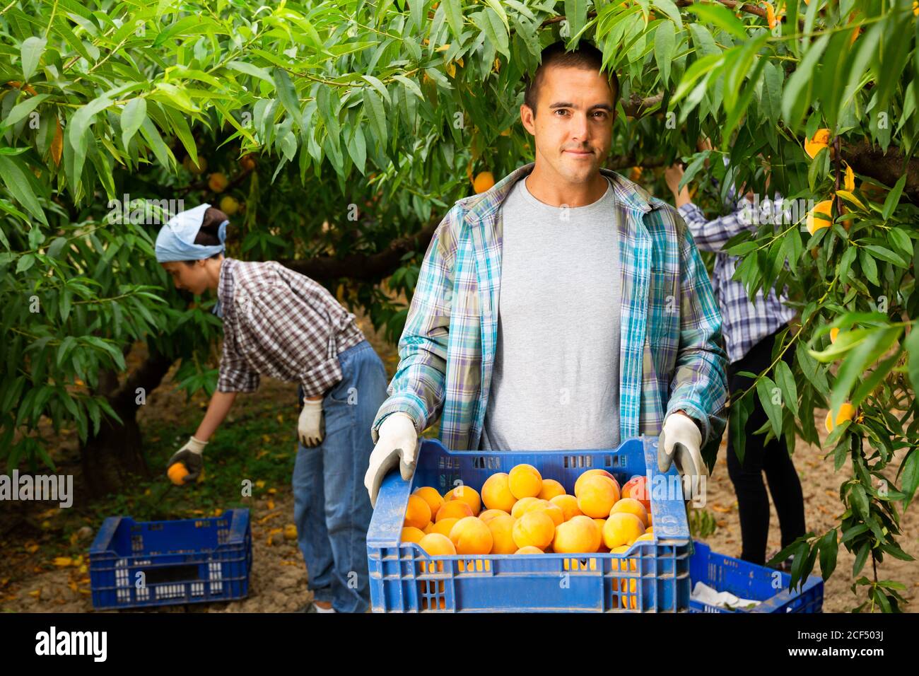 Portrait of smiling farmer with boxes of freshly harvested ripe peaches ...