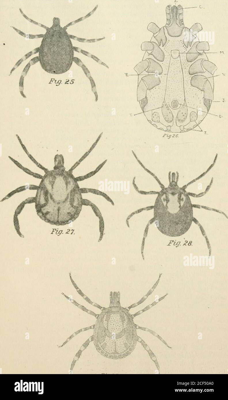 Bont tick hi-res stock photography and images - Alamy