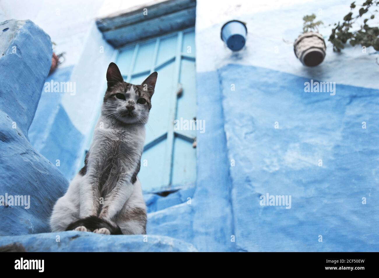 From below of peaceful colorful cat sitting on rocky stairs of blue ...