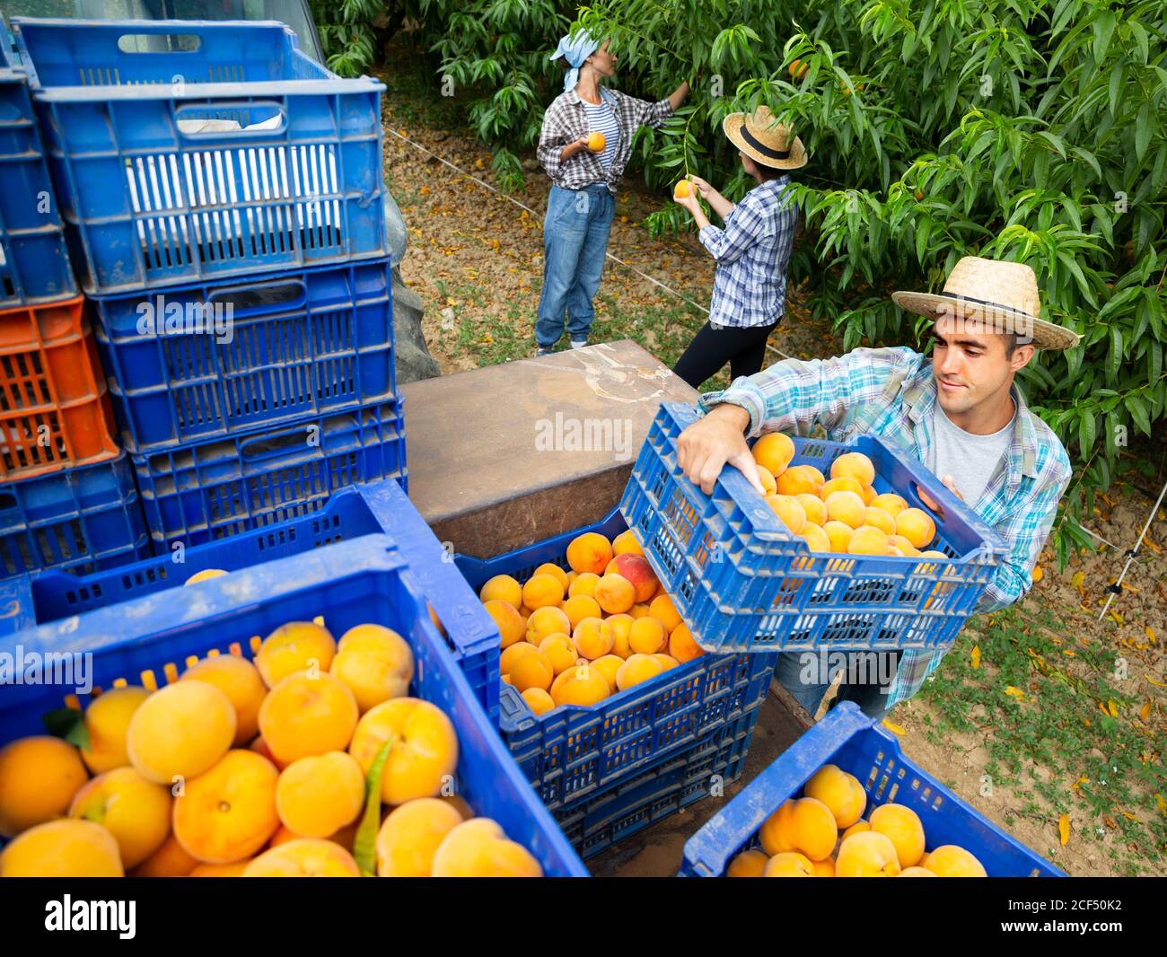 Active farmer stacks boxes of ripe peaches on tractor for ...