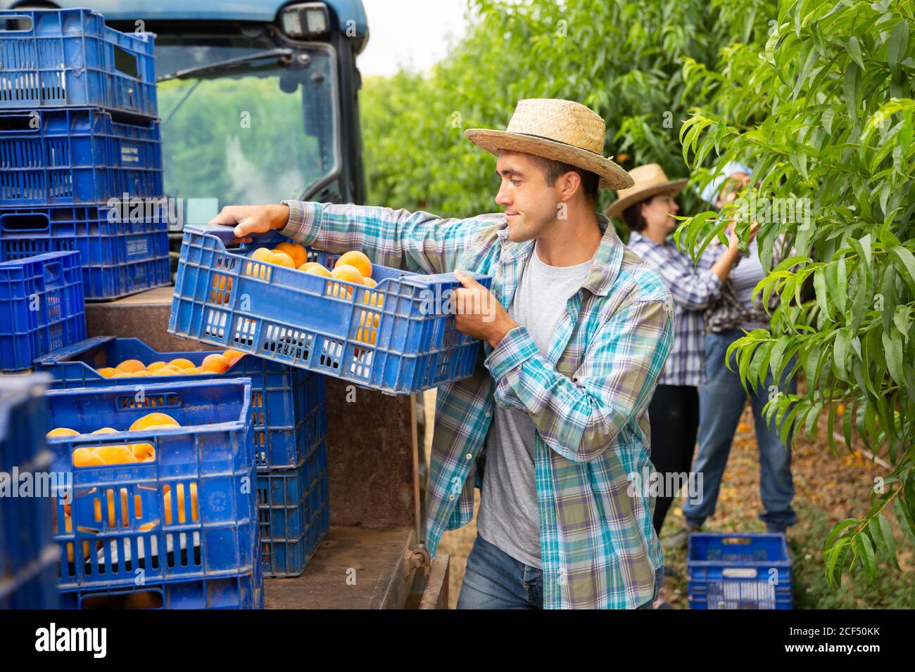 Loading boxes of ripe peaches on tractor platform in the orchard Stock ...