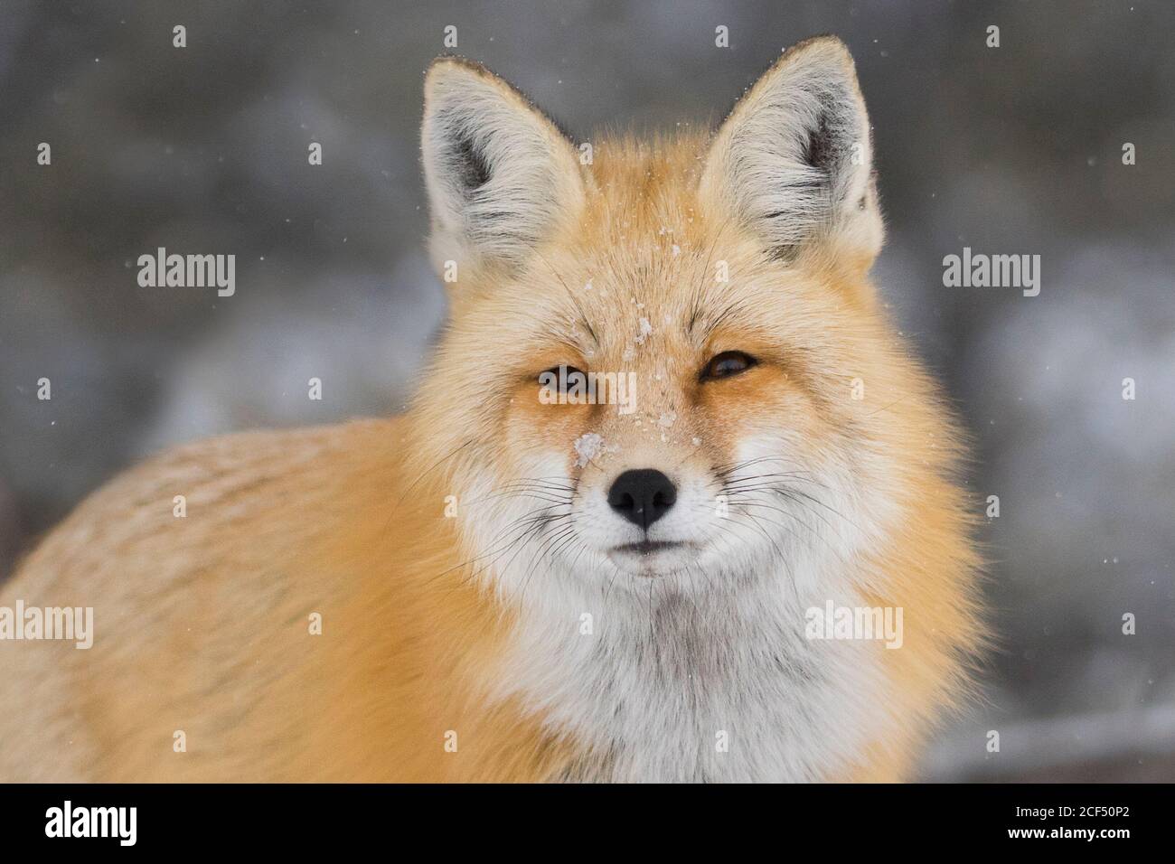 Red Fox in snow Stock Photo - Alamy