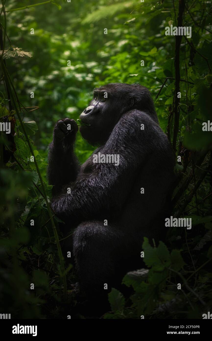 Black gorilla among the nature Stock Photo - Alamy