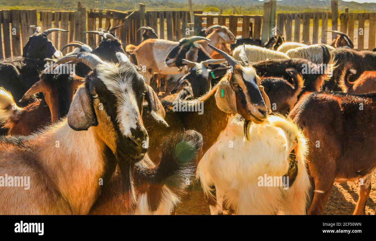Herd of spotted goats gathering in farm in paddock on ranch land in ...