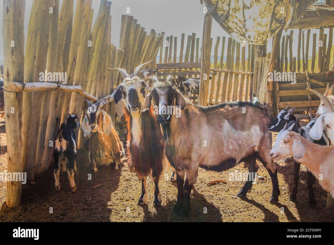 Land muster hi-res stock photography and images - Alamy