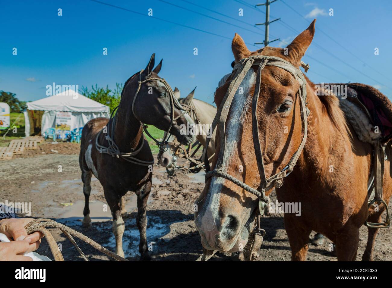 Side view of brown horses on barnyard in bright day Stock Photo - Alamy