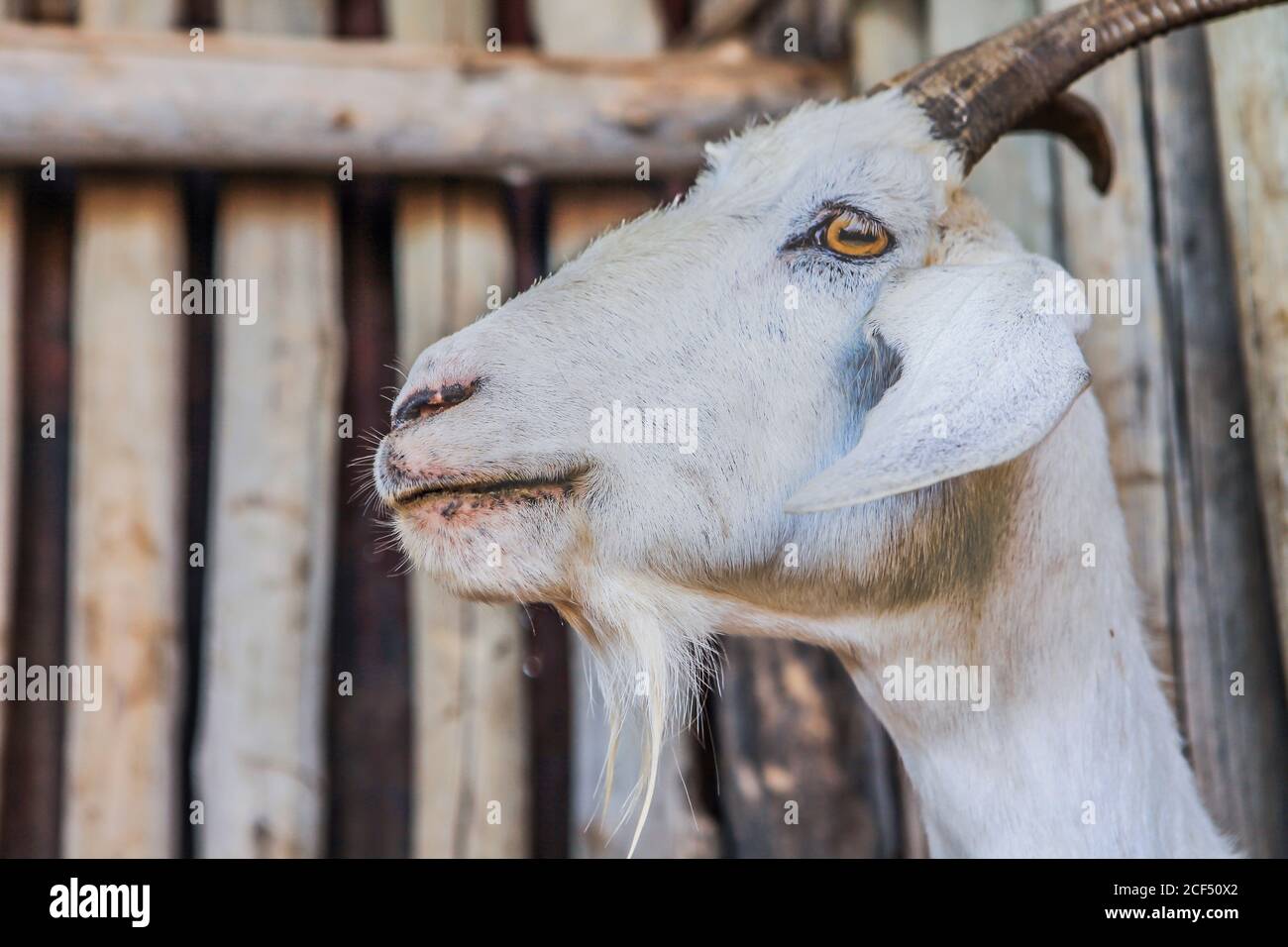 Low angle of white calm goat against wooden fence of rural pasture on ...
