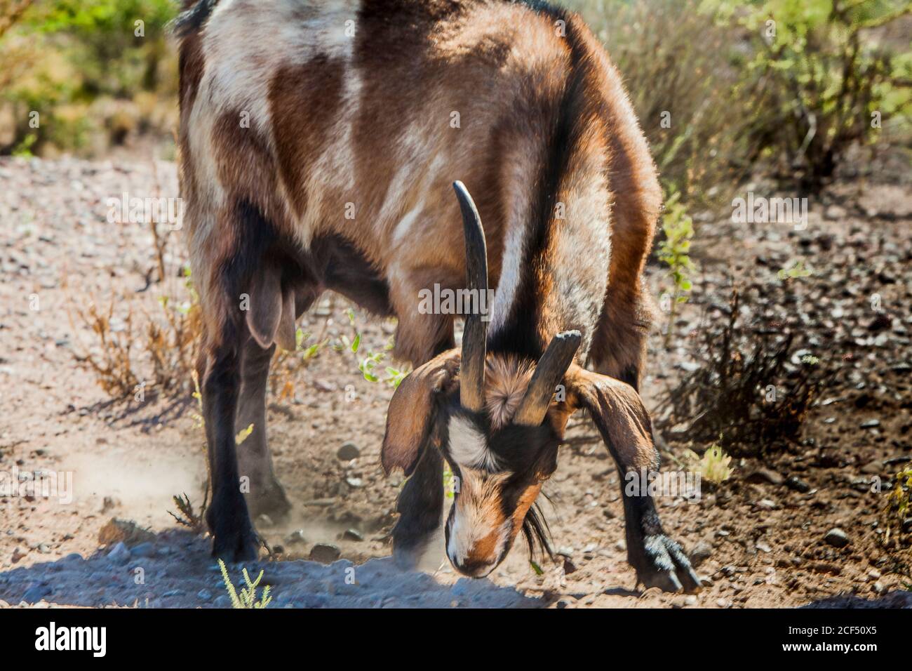 Broken By Cattle High Resolution Stock Photography and Images - Alamy