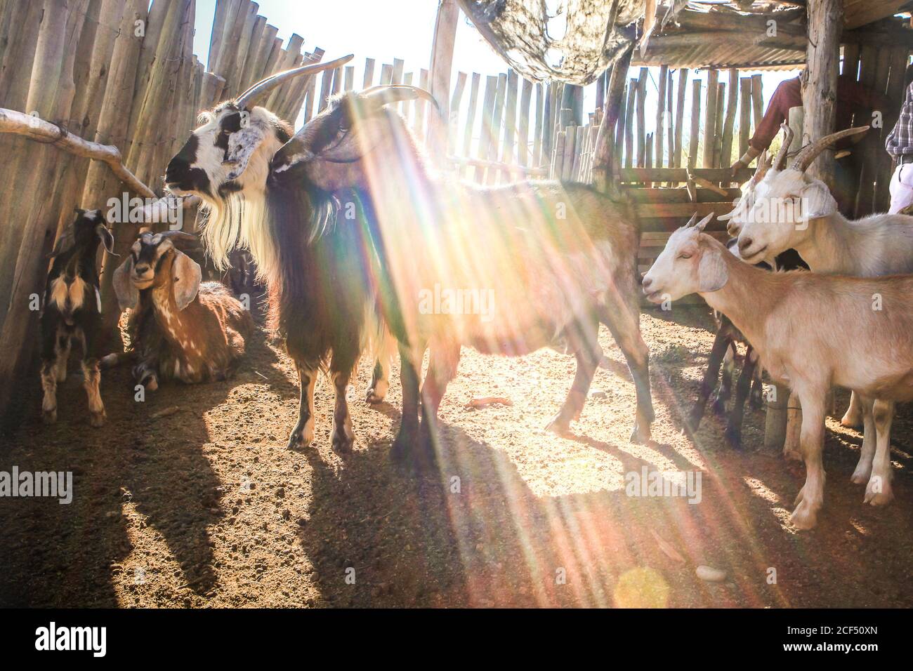 Herd of spotted goats gathering in farm in paddock on ranch land in ...
