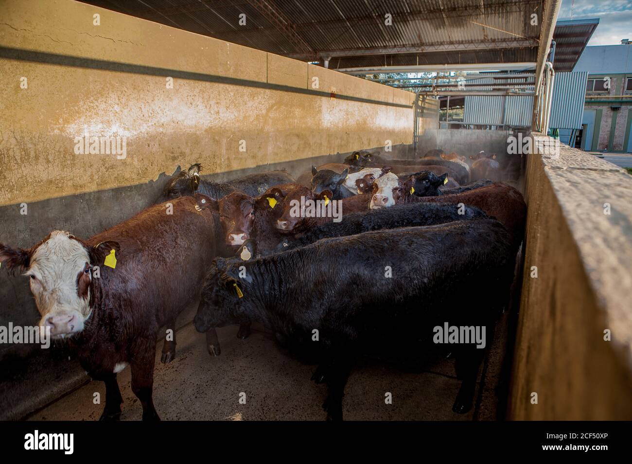 Black and brown spotted cows with yellow earmark standing in row in ...