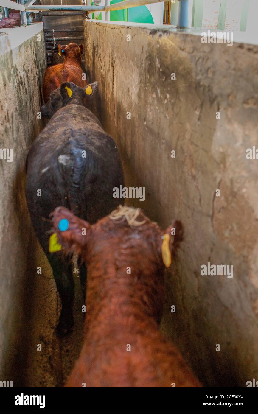 Spotted cows hi-res stock photography and images - Alamy