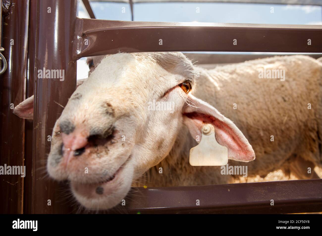 Sheep and corral hi-res stock photography and images - Alamy