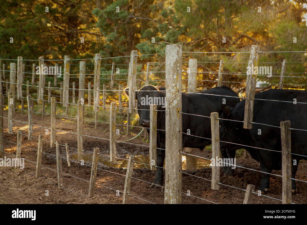 Black calf in corral on farm Stock Photo - Alamy