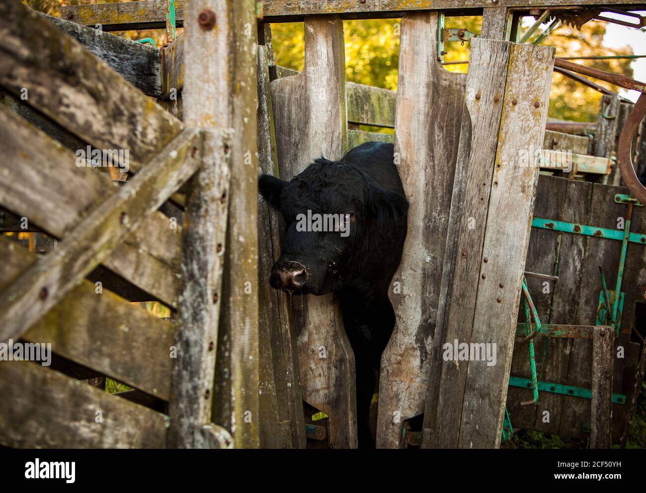 Black calf standing in narrow shabby wooden corral on suburban farm in ...