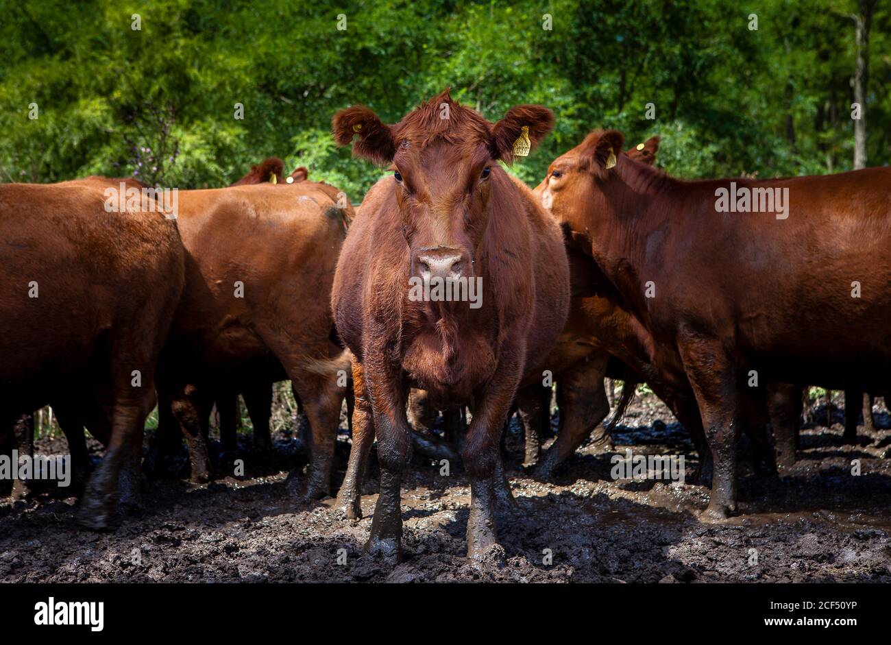 Herd of cows on countryside farm Stock Photo - Alamy