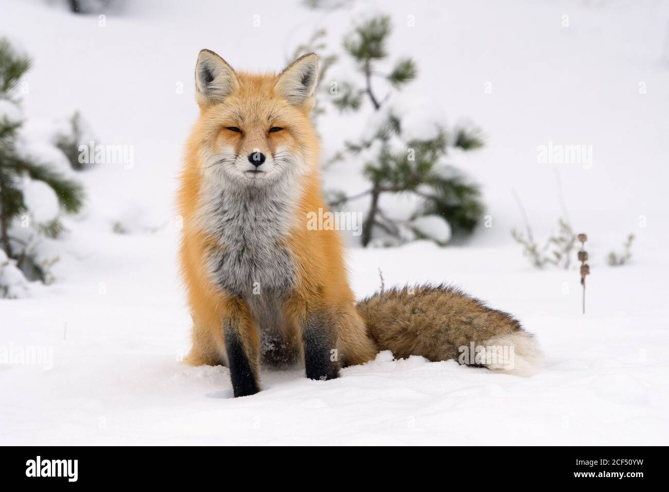 Red Fox in snow Stock Photo - Alamy