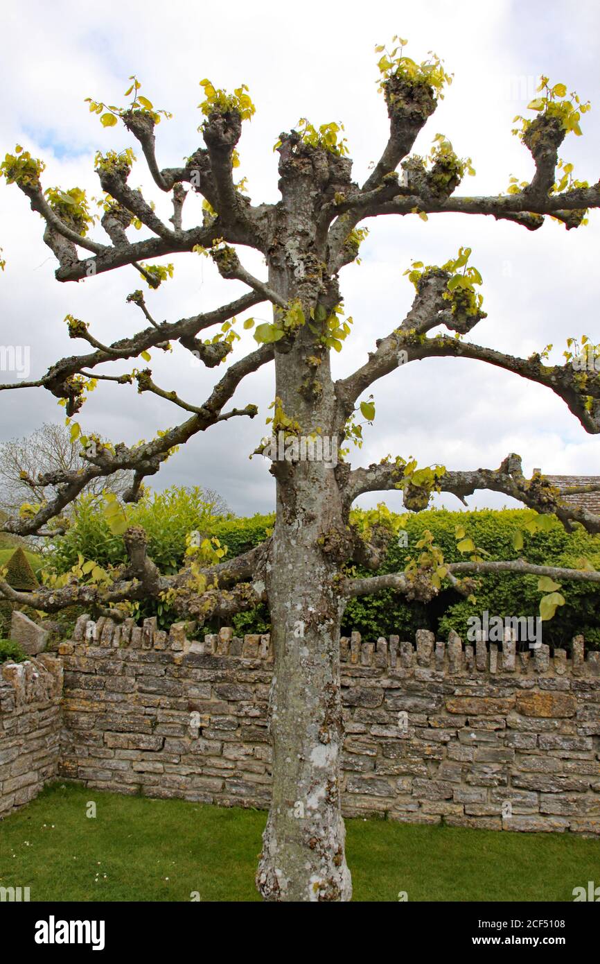 A pollarded tree by a dry stone wall at an English country garden Stock ...