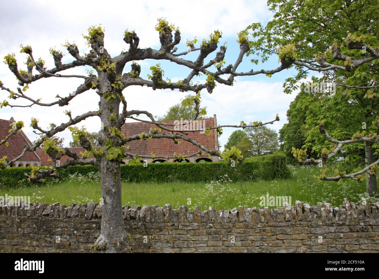 Pollarded shrub hi-res stock photography and images - Alamy