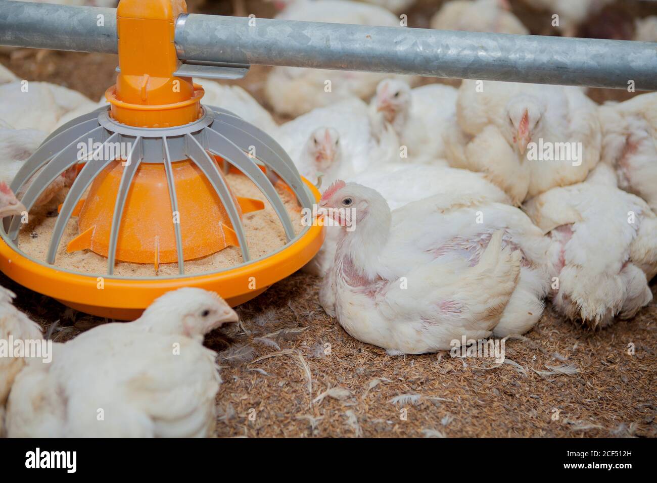Hungry hens feeding from bird feeder on farm Stock Photo - Alamy