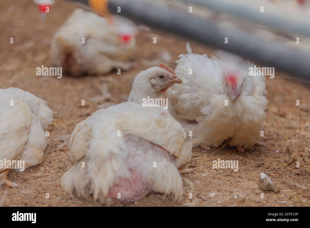 Poultry at chicken farm Stock Photo - Alamy
