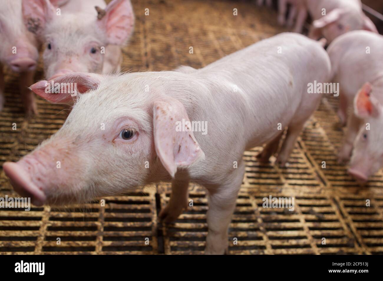Healthy hog resting at pigpen Stock Photo - Alamy