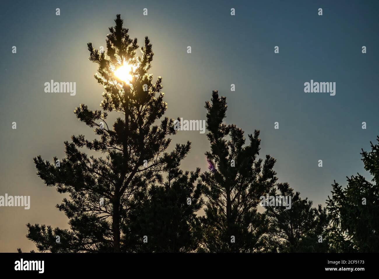 Full golden Moon lights exactly behind of pine tree top, late summer ...