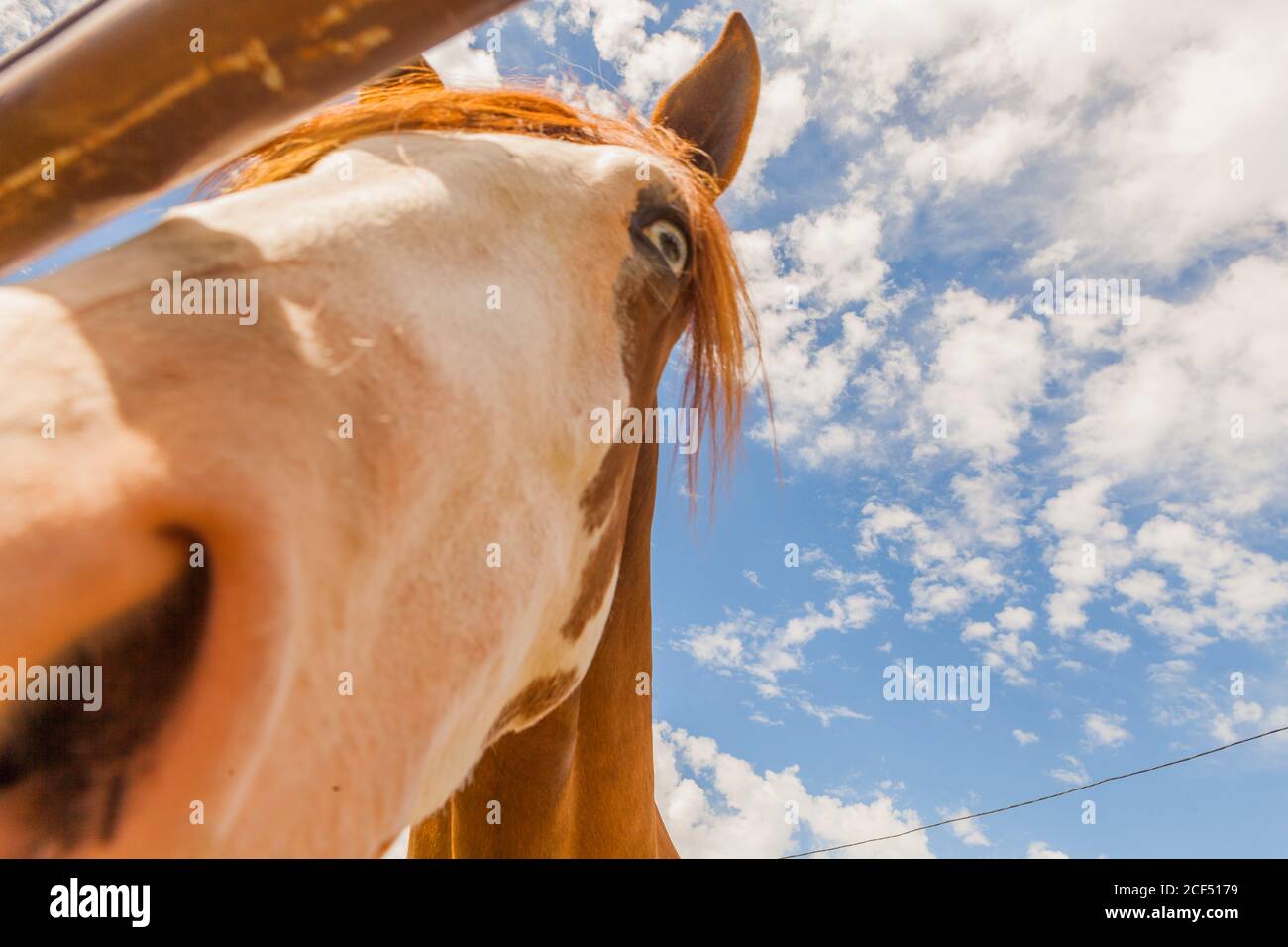 Horse from behind hi-res stock photography and images - Alamy