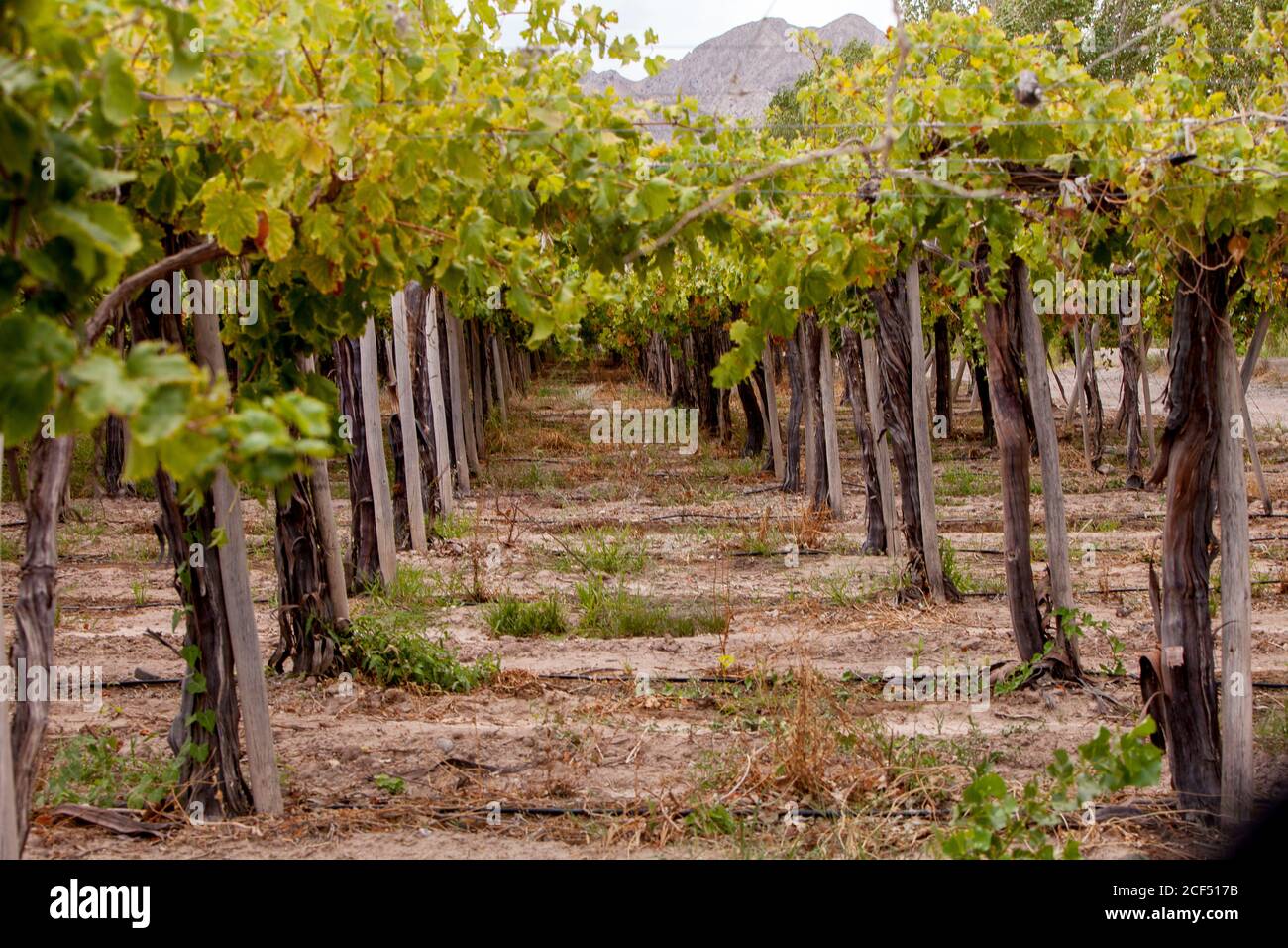 Row of bushes with green leaves on grape plantation against hill in ...