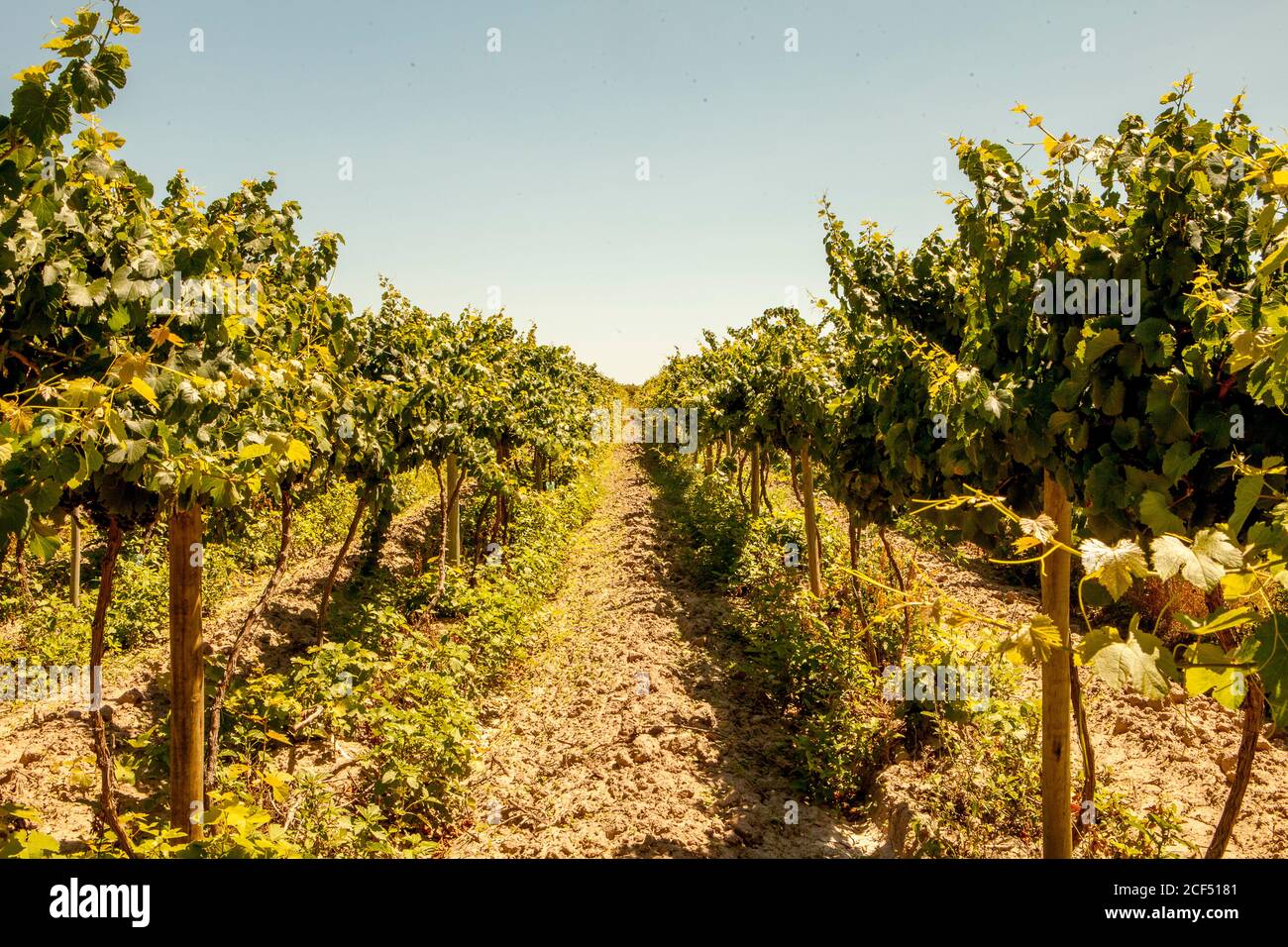 Row of bushes hi-res stock photography and images - Alamy
