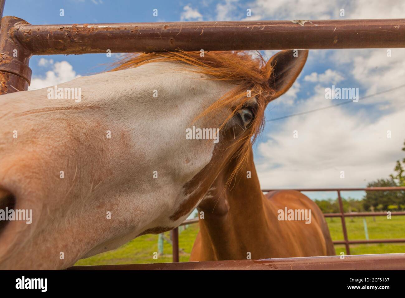 Horse from behind hi-res stock photography and images - Alamy