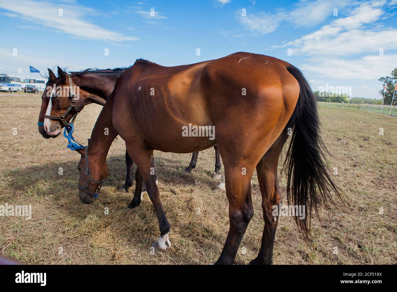 Horses standing in field paddock Stock Photo - Alamy