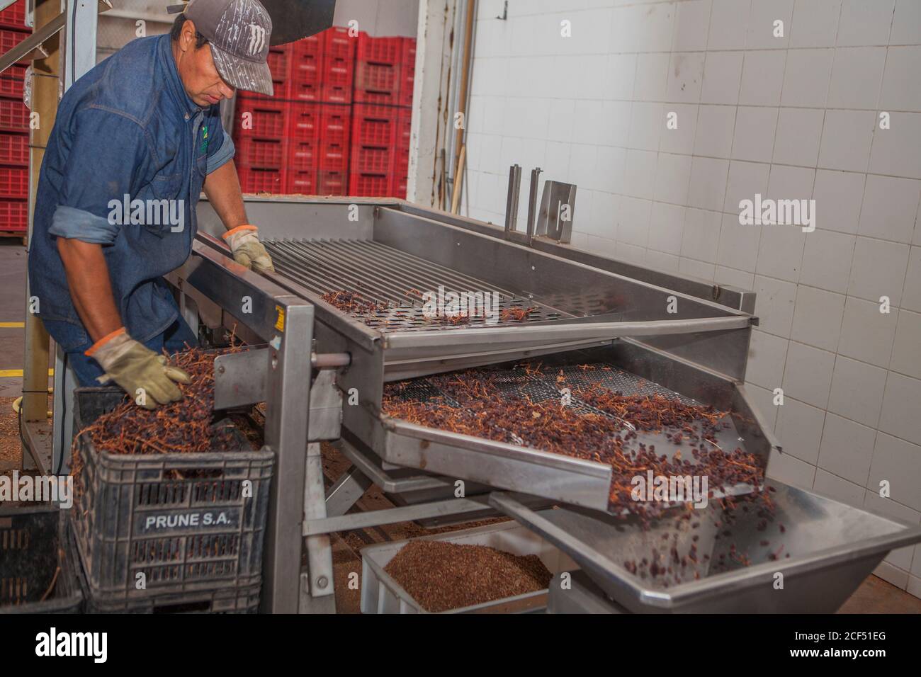 Sorting grape hi-res stock photography and images - Alamy