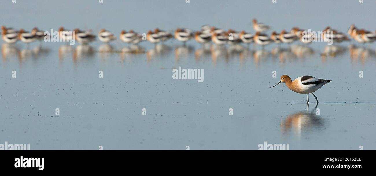 Avocet bird hi-res stock photography and images - Alamy