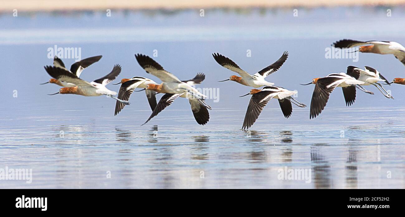 Avocet bird hi-res stock photography and images - Alamy
