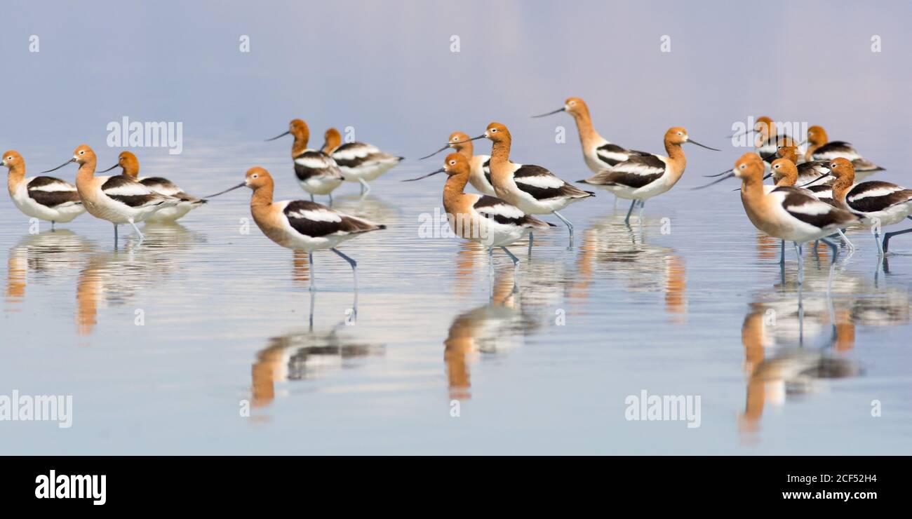Avocet bird hi-res stock photography and images - Alamy