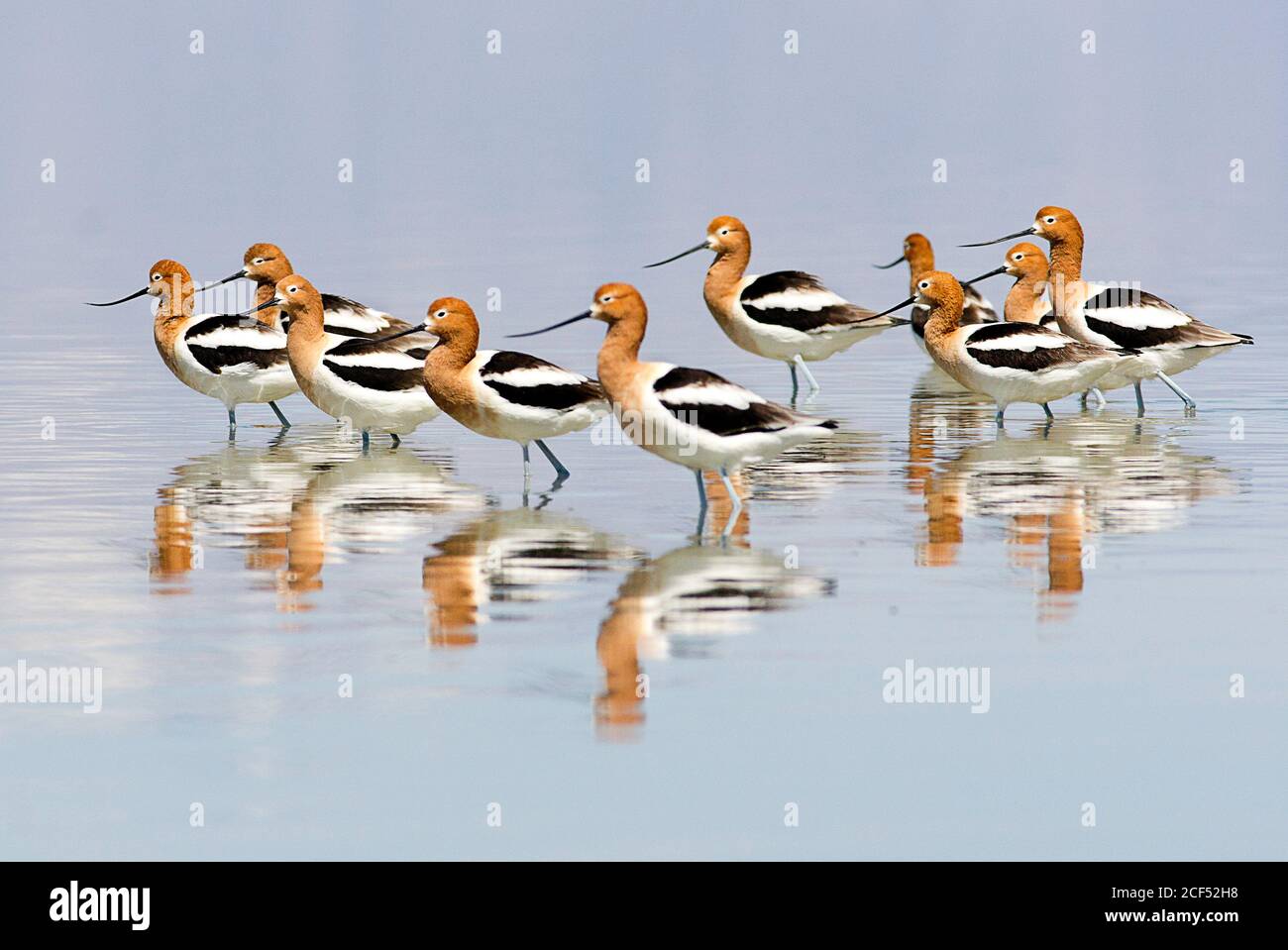 American avocet legs hi-res stock photography and images - Alamy