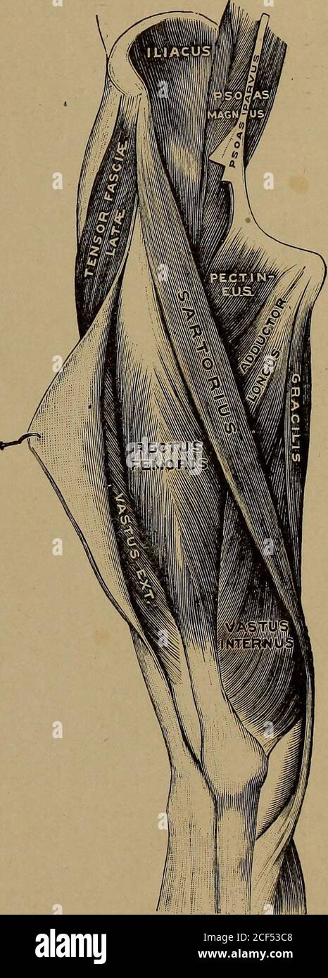Psoas position hi-res stock photography and images - Alamy