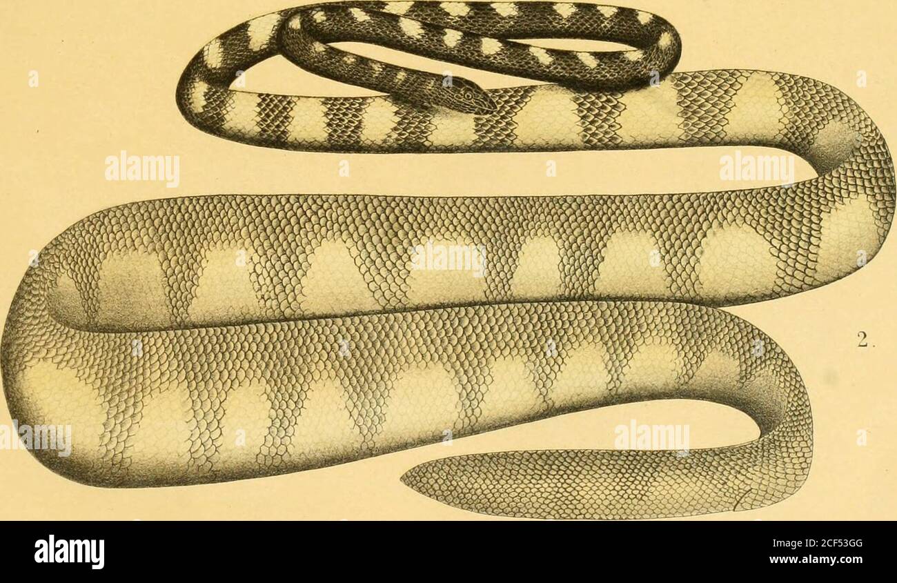 Hydrophis platurus hi-res stock photography and images - Alamy