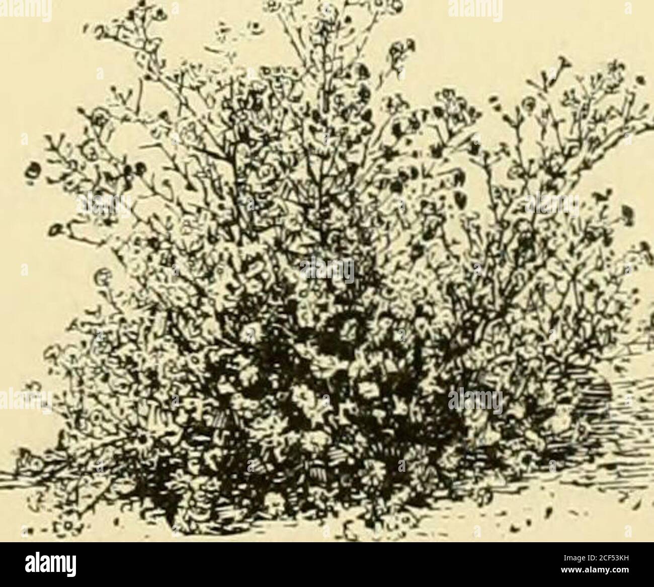 Bulbous glasses hi-res stock photography and images - Alamy