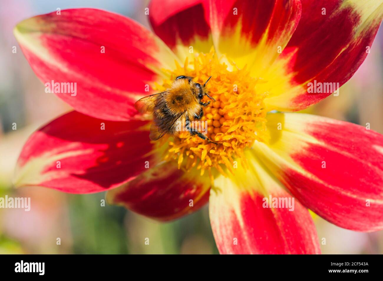 Bumble Bee Bombus pascuorum collecting nectar on dahlia Danum Torch in ...