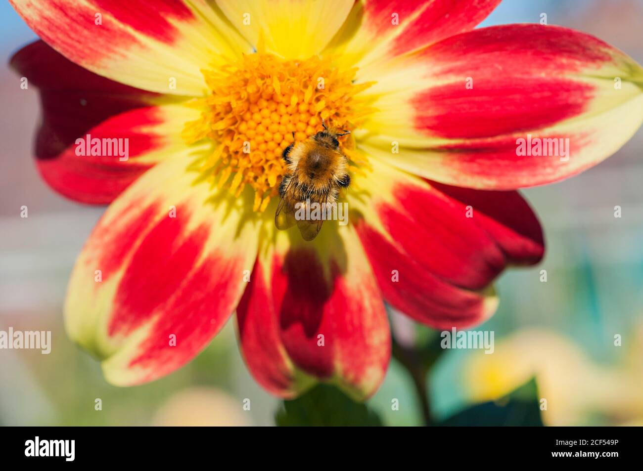 Bumble Bee Bombus pascuorum collecting nectar on dahlia Danum Torch in ...