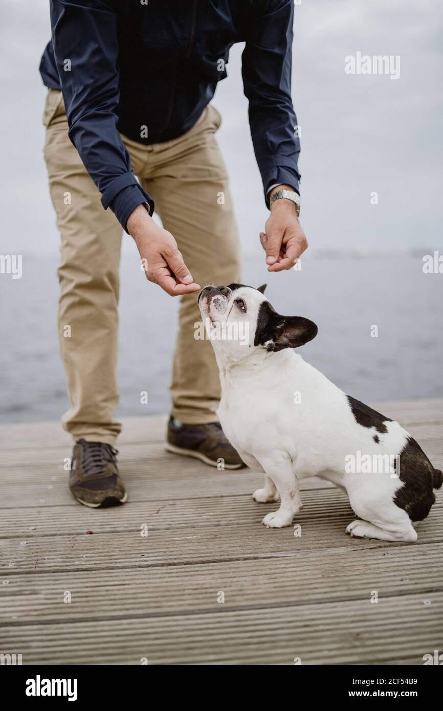 Domestic dog sniffing hand hi-res stock photography and images - Alamy