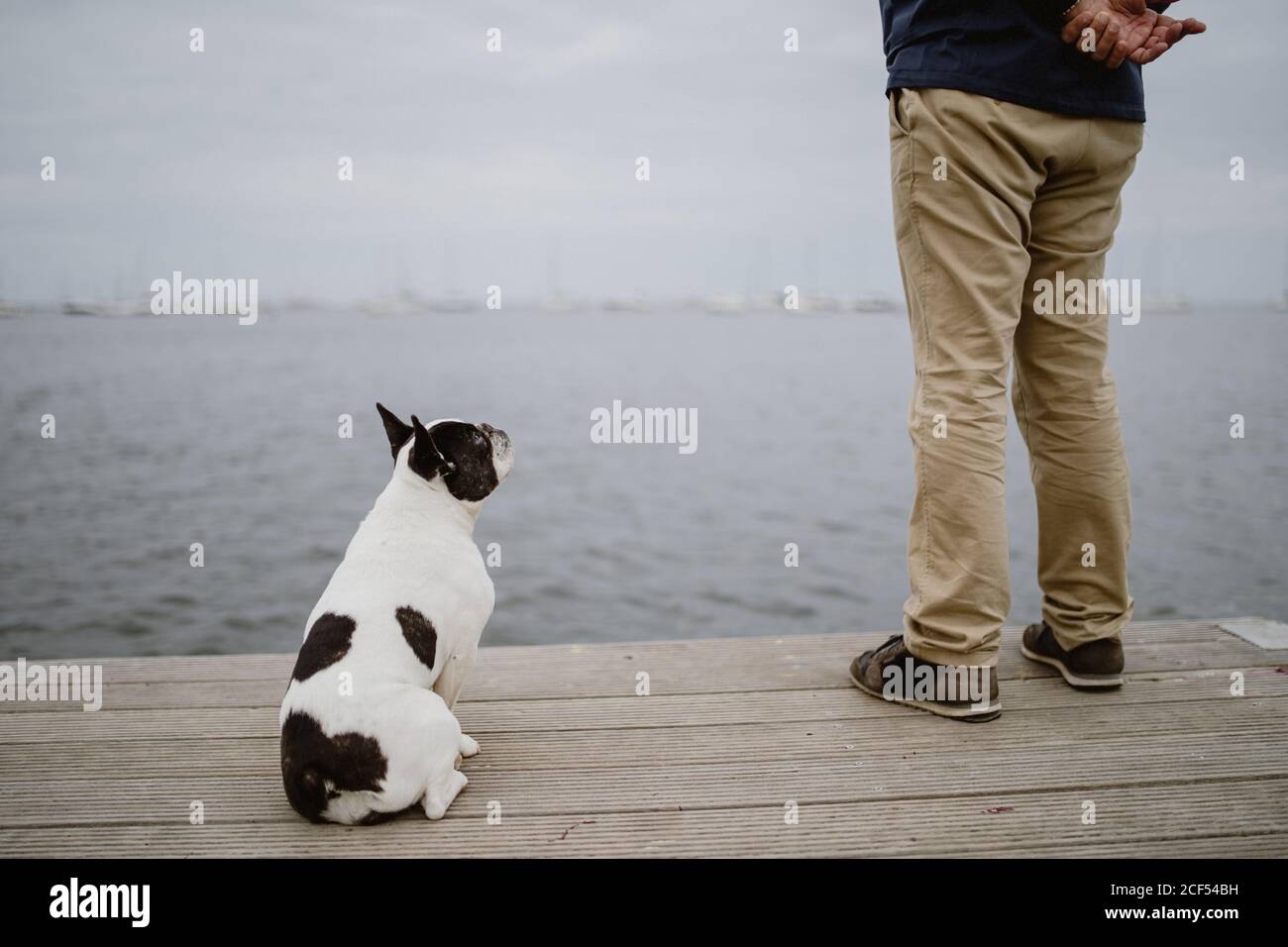 Back view of adult male and spotted French Bulldog on timber pier and ...