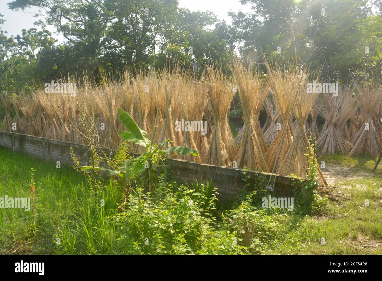 India and jute hi-res stock photography and images - Alamy