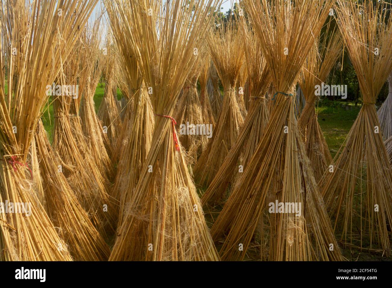 Jute cultivation hi-res stock photography and images - Alamy