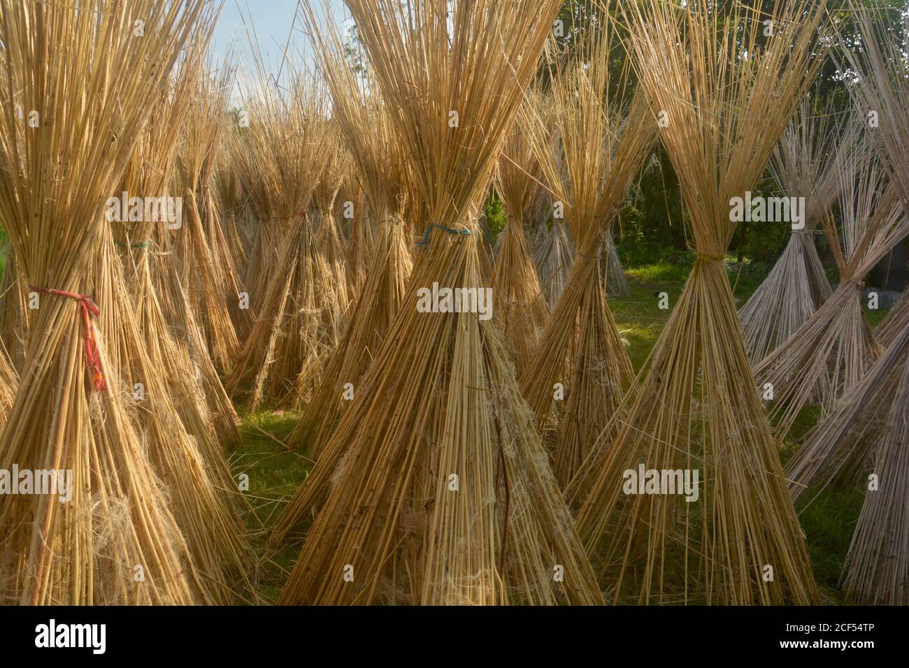 India and jute hi-res stock photography and images - Alamy