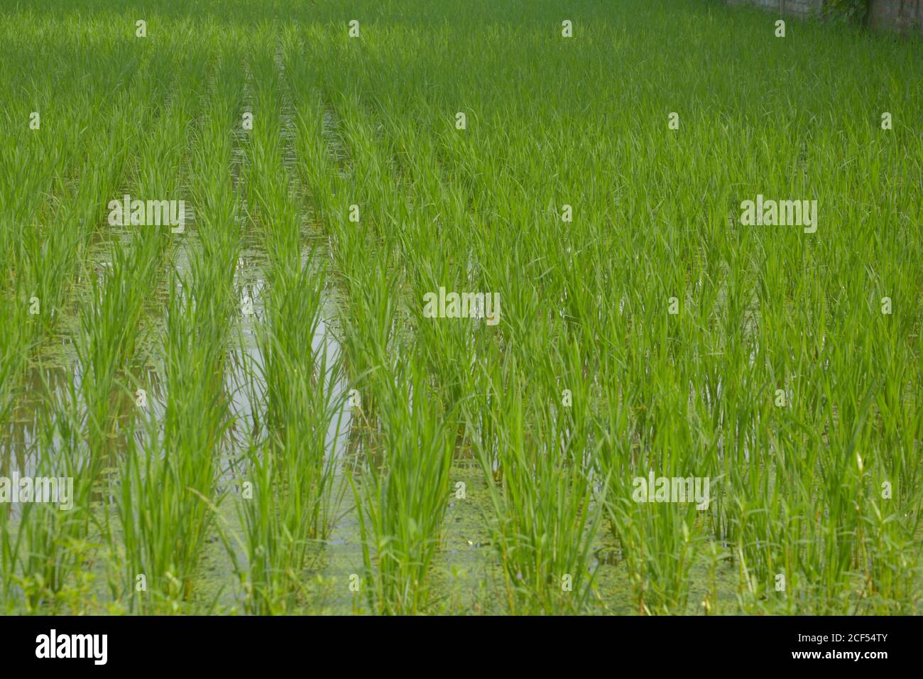 Cultivation of rice plants hi-res stock photography and images - Alamy