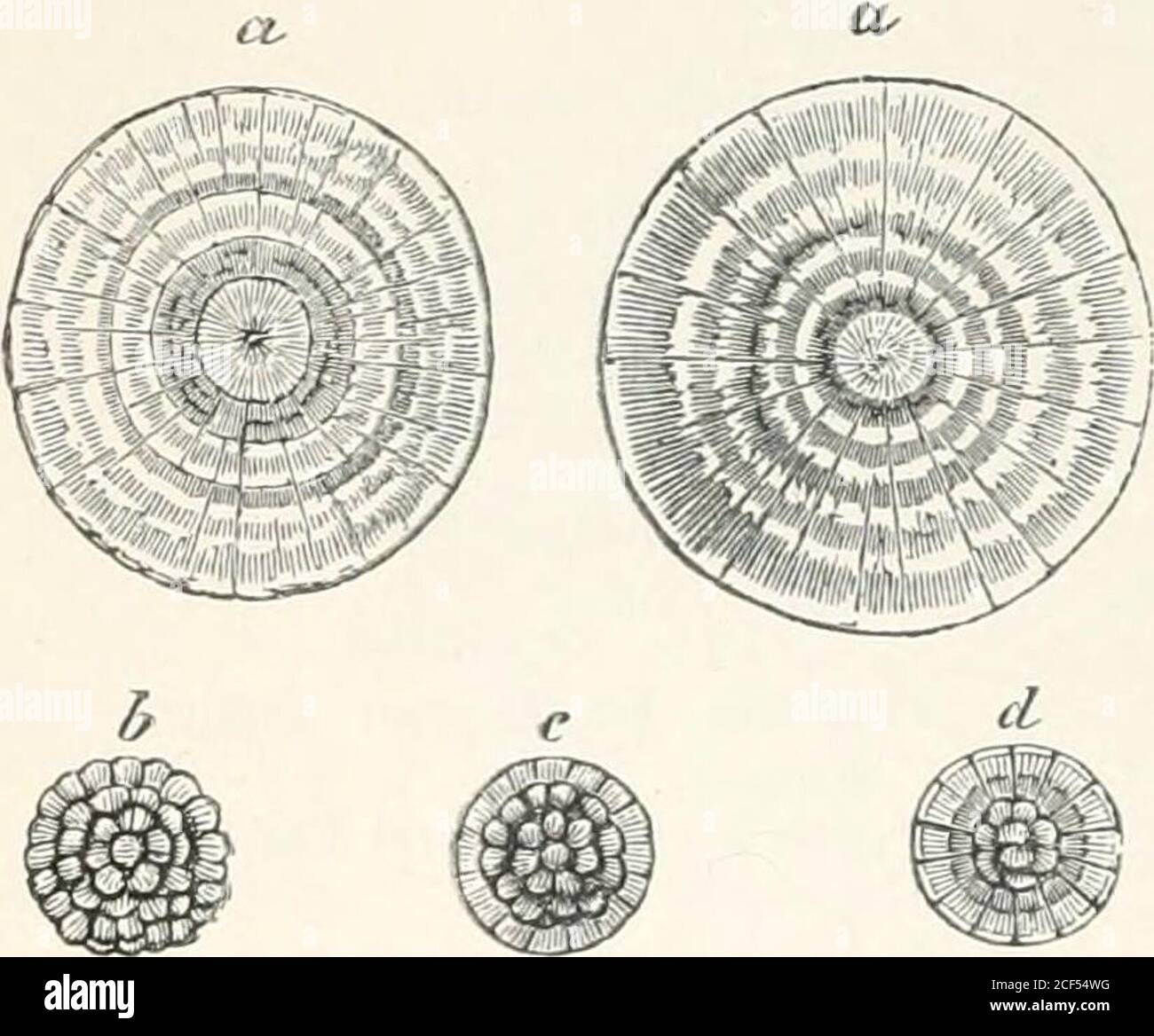 Egg shell microscope hi-res stock photography and images - Alamy